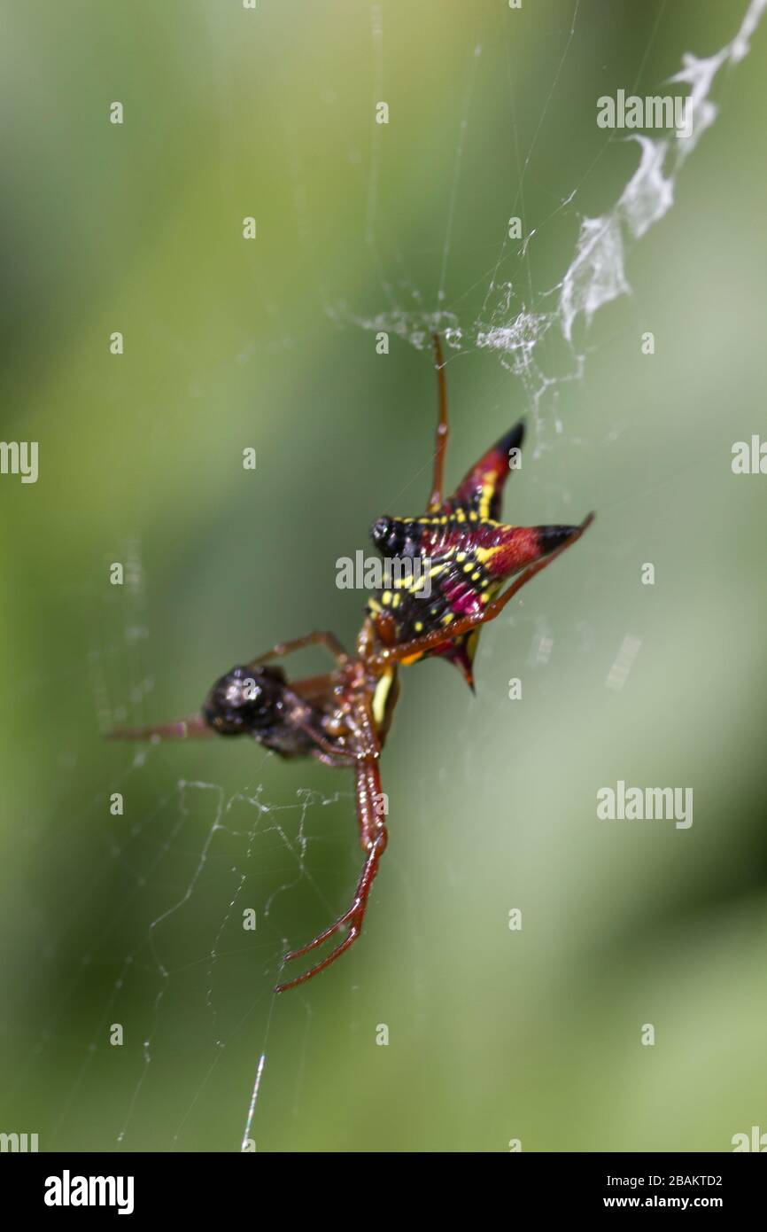 Spider on Spiderweb Stock Photo - Alamy