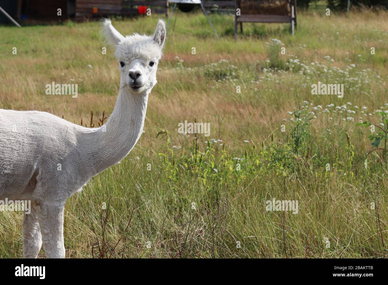 Portrait llama in summer meadow hi-res stock photography and images - Alamy