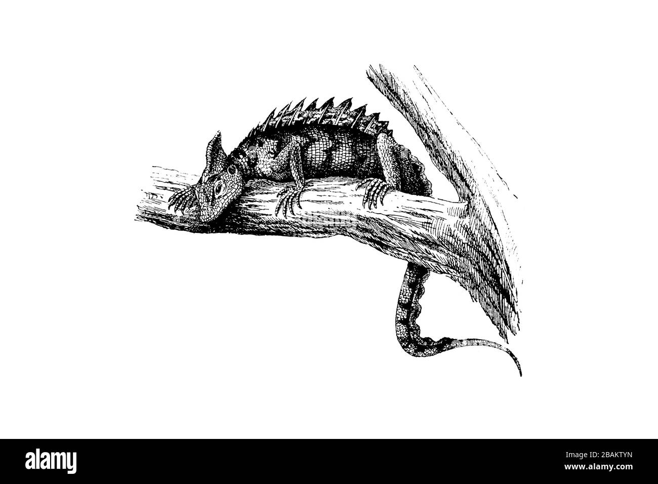 BASILISK (basiliscus basiliscus) - Vintage Engraved Illustration 1889 ...