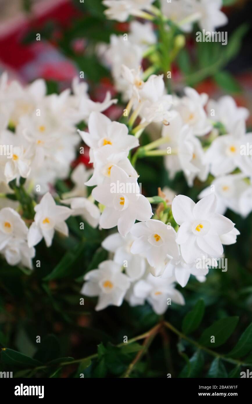 Flower pot with daffodils, Tangier, Morocco, North Africa, Africa Stock ...