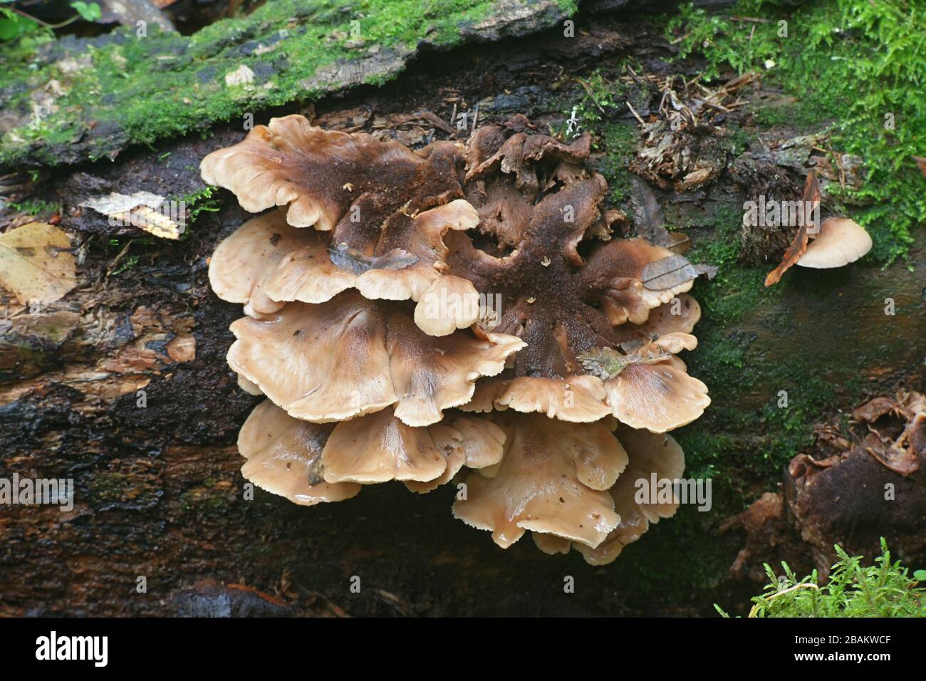 Lentinellus castoreus or Lentinellus ursinus var. castoreus, an ...