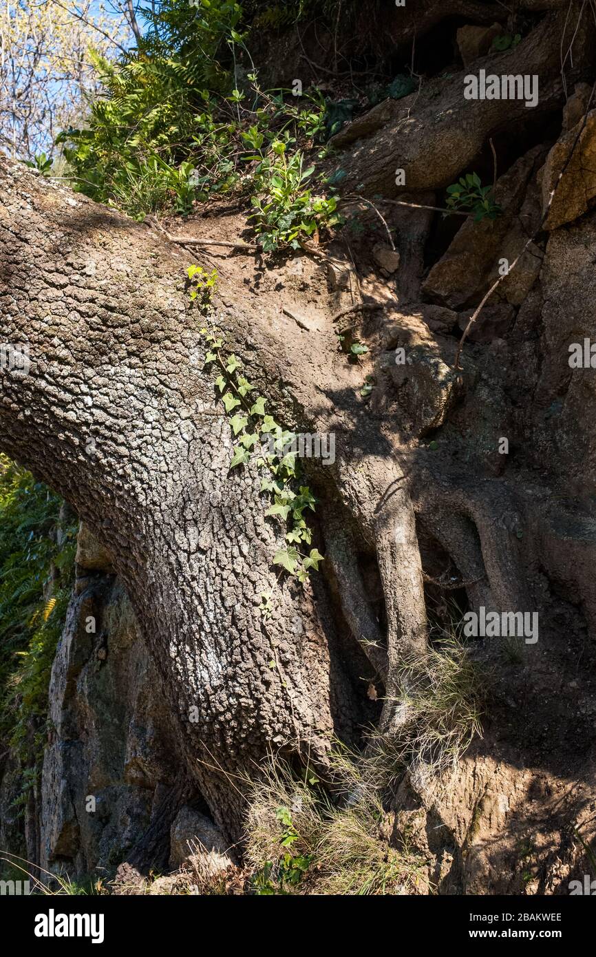 Tree roots clinging rock face hi-res stock photography and images - Alamy