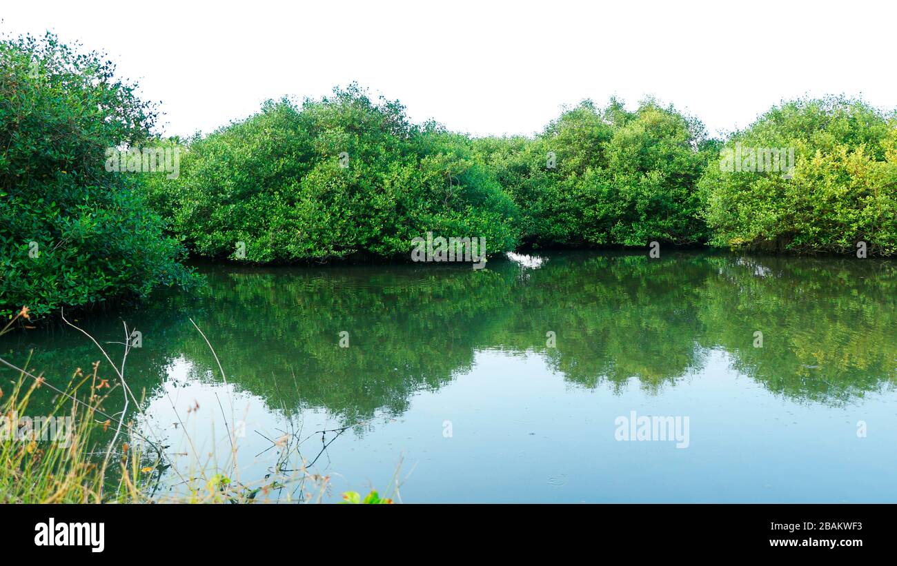 Mangrove trees on the swamp near the salt lake in kerala , india Stock ...