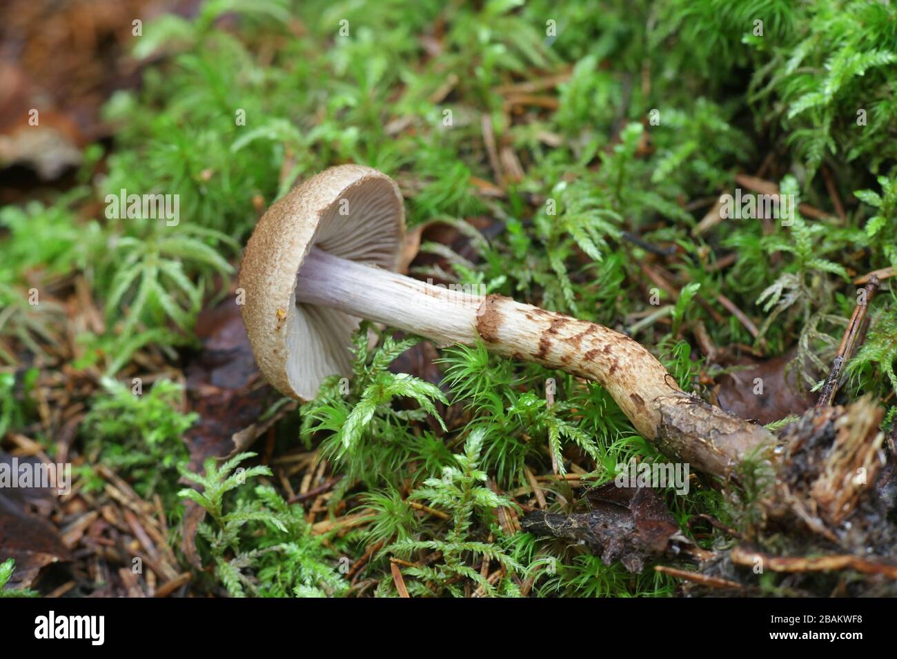 Lepidomyces hi-res stock photography and images - Alamy