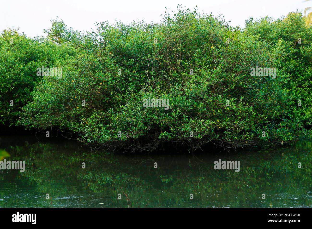 Mangrove trees on the swamp near the salt lake in kerala , india Stock ...