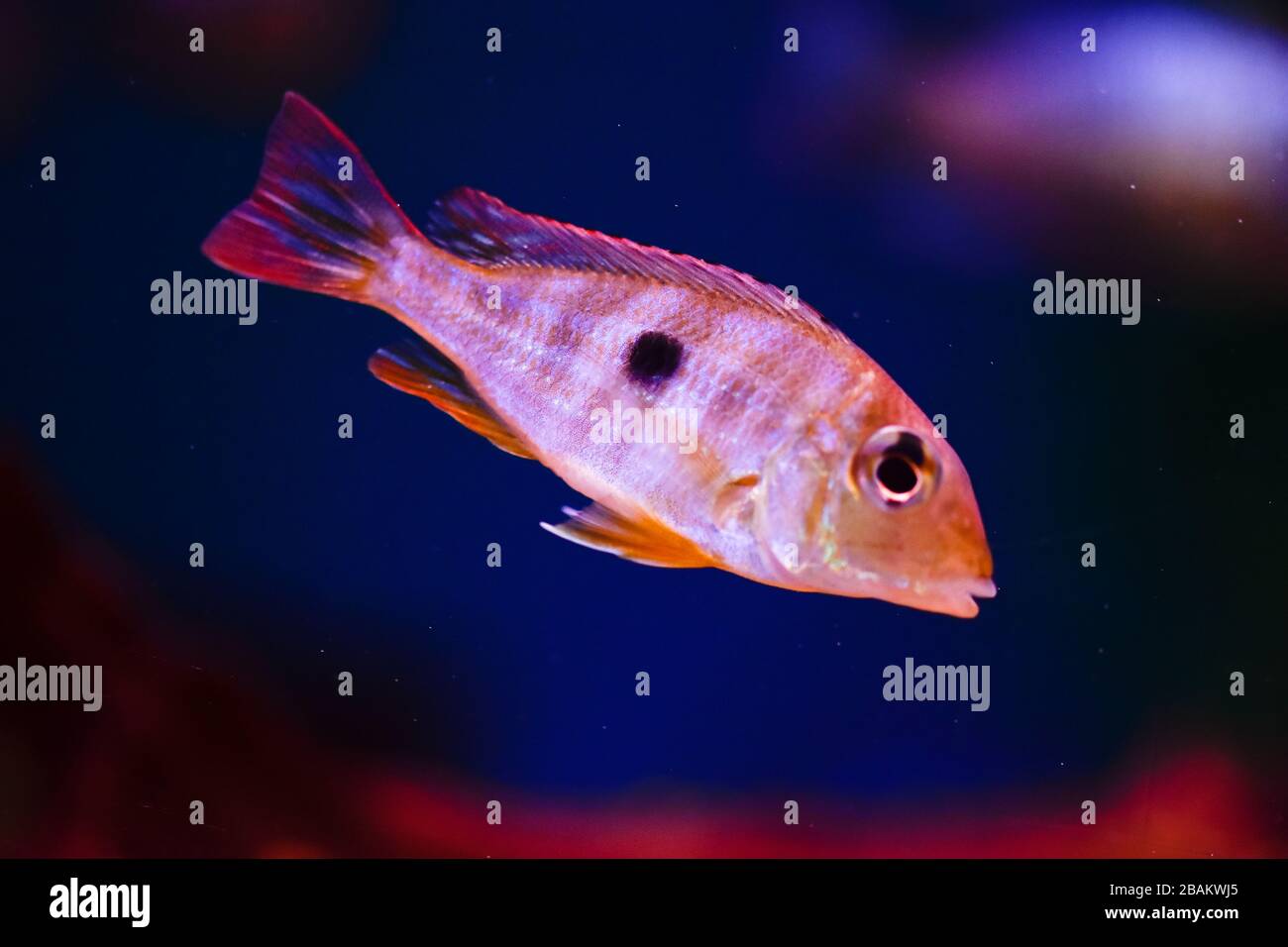 Freshwater aquarium fish, endemic cichlid fish from African lake and ...