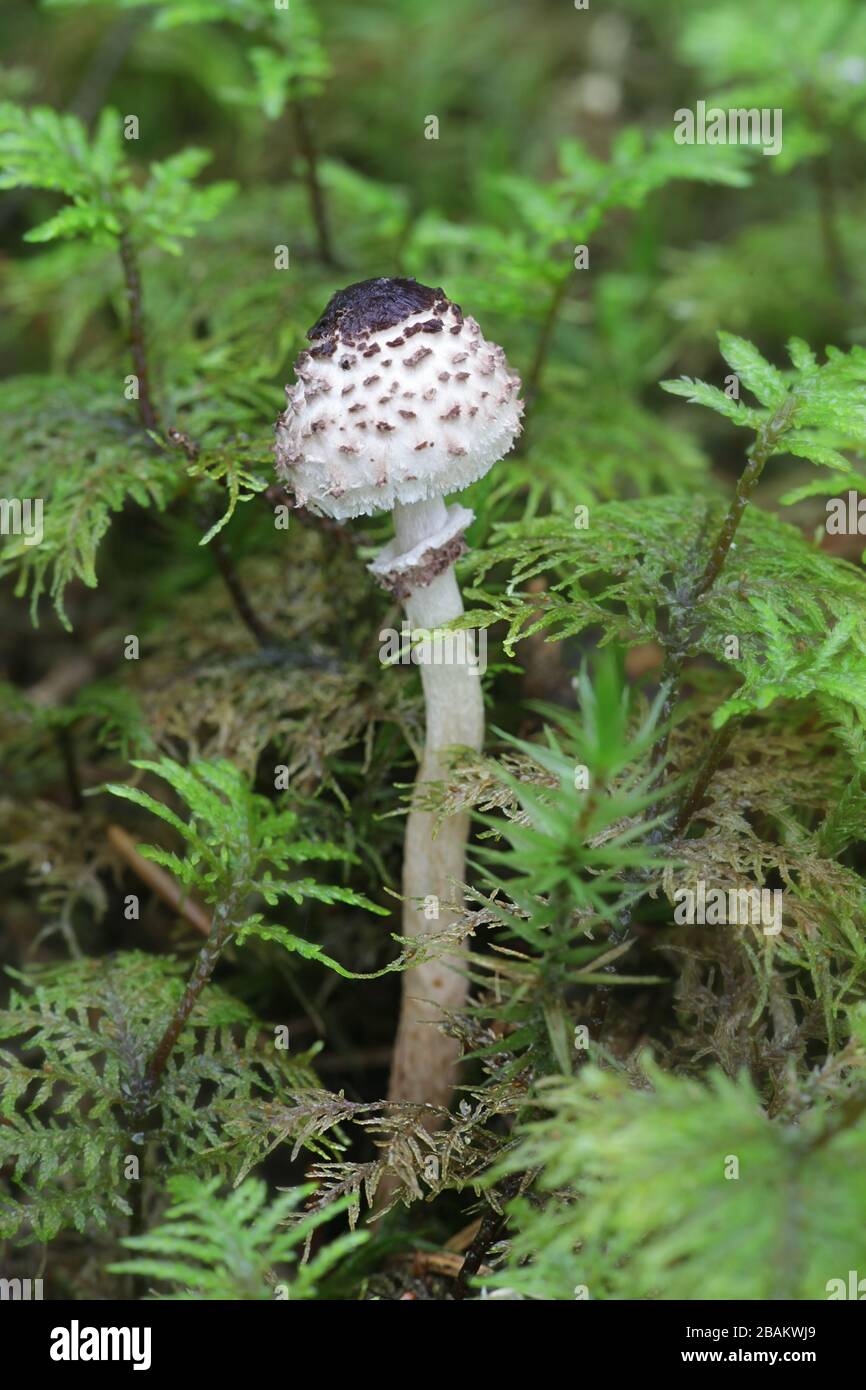 Lepiota felina, commonly known as Cat Dapperling, wild fungus from ...