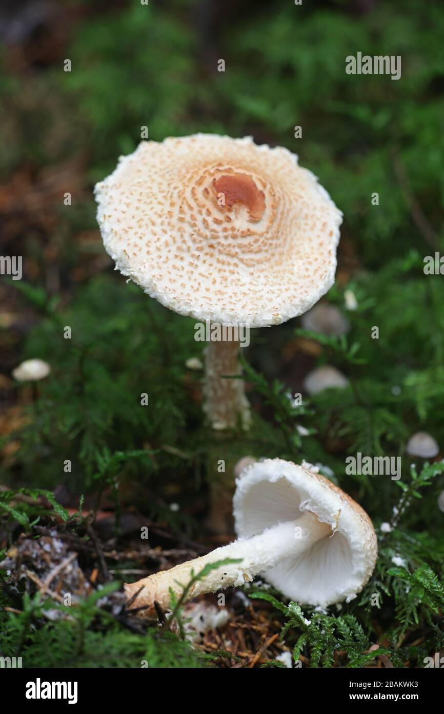 Yellowfoot dapperling fungus hi-res stock photography and images - Alamy