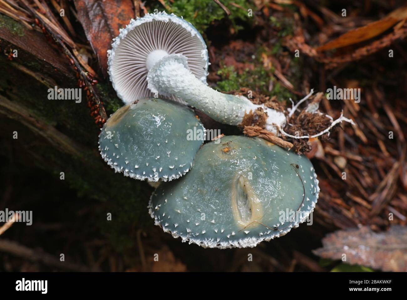 Stropharia aeruginosa, known as the verdigris agaric or verdigris ...