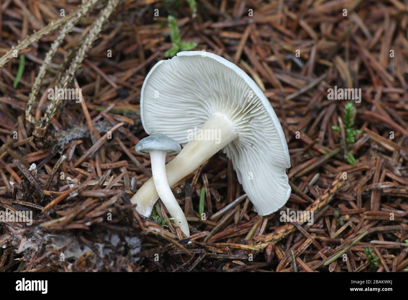 Aniseed funnel cap mushroom hi-res stock photography and images - Alamy