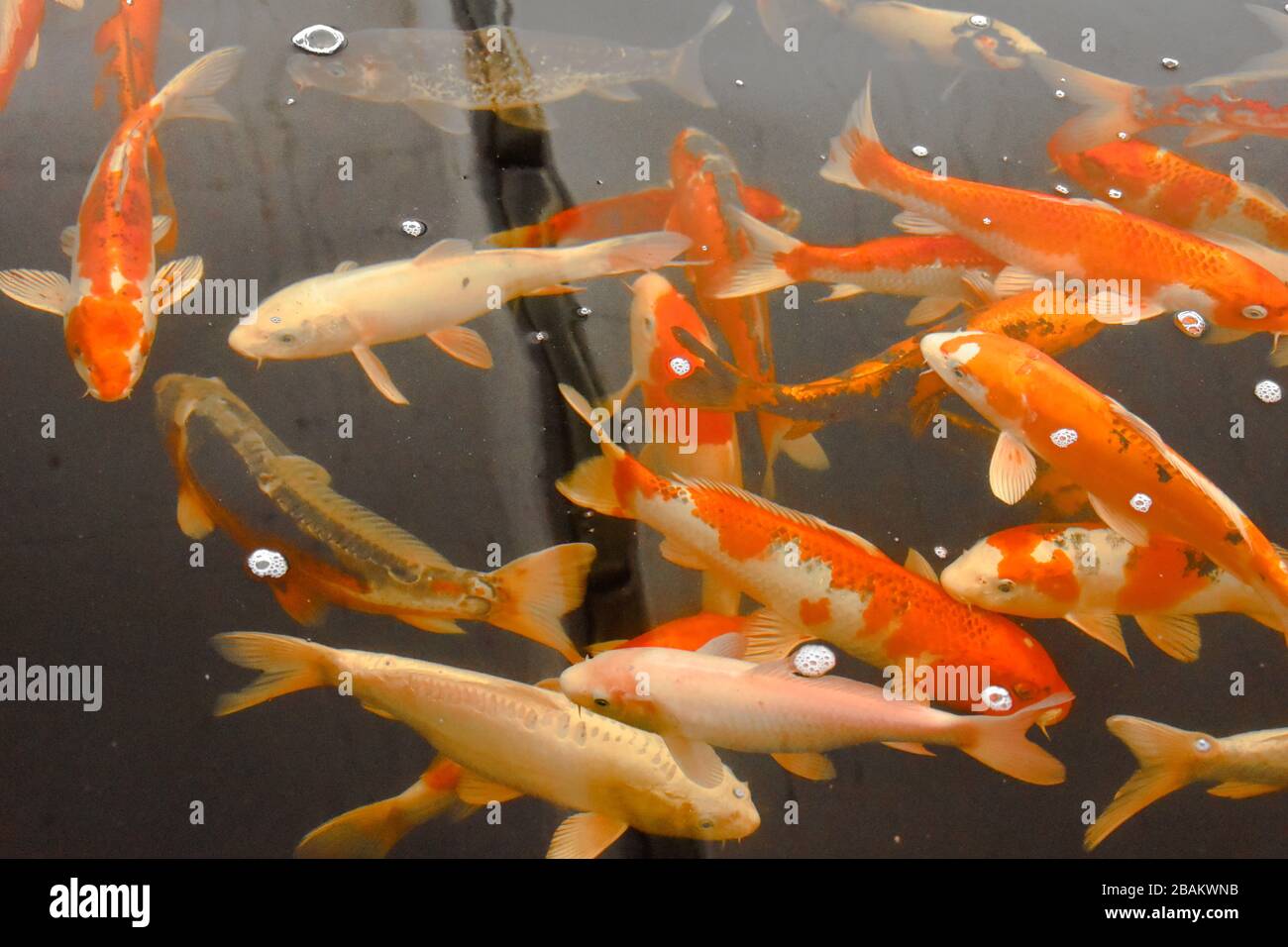 KOI Carp or nishikigoi. Colored varieties of Amur carp (Cyprinus ...