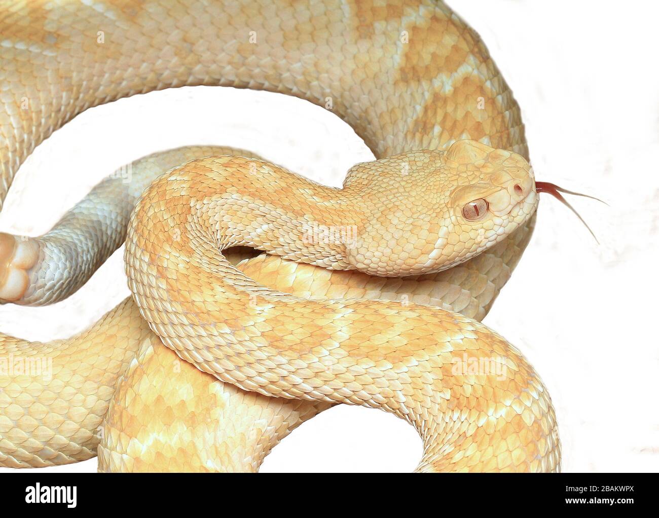 Albino Western Diamondback rattlesnake, Crotalus atrox Stock Photo - Alamy