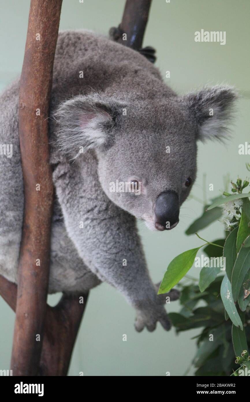 Koala feet australia hi-res stock photography and images - Alamy