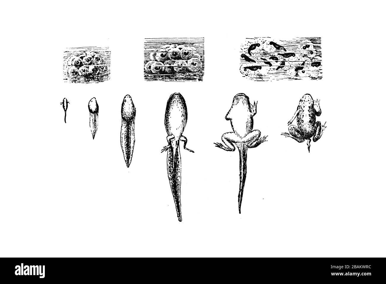 FROG metamorphosis - Vintage Engraved Illustration 1889 Stock Photo - Alamy