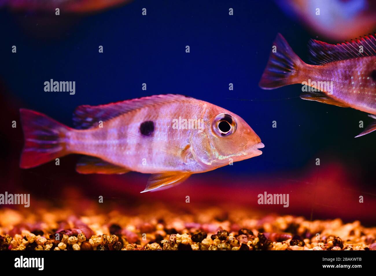 Freshwater aquarium fish, endemic cichlid fish from African lake and ...