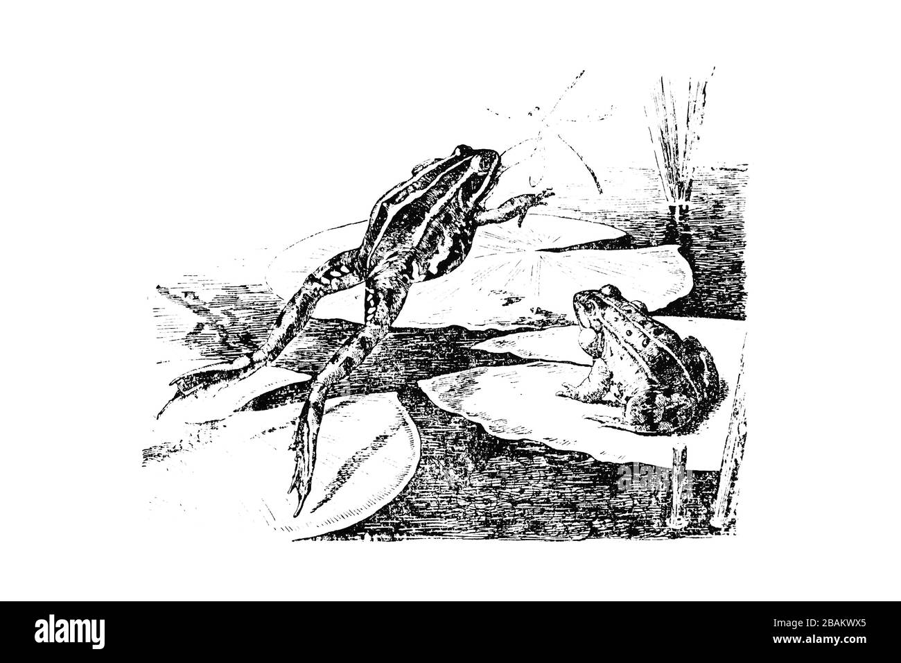 Vintage frog drawing hi-res stock photography and images - Alamy