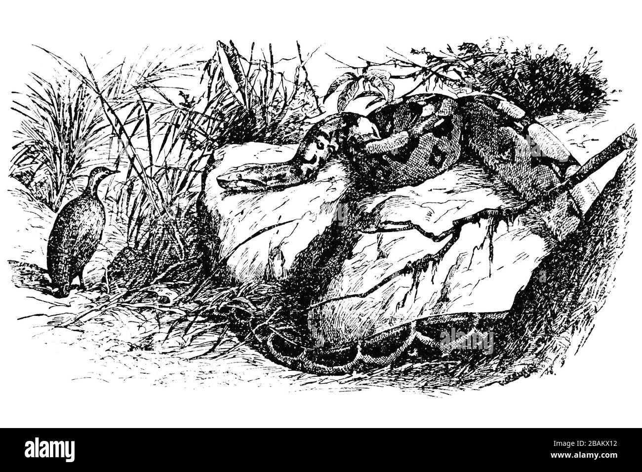 Boa constrictor constrictor Black and White Stock Photos & Images - Alamy