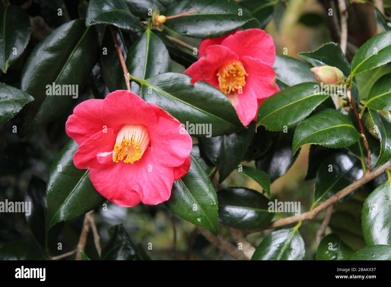 Bright red tropical flower in bloom hi-res stock photography and images ...