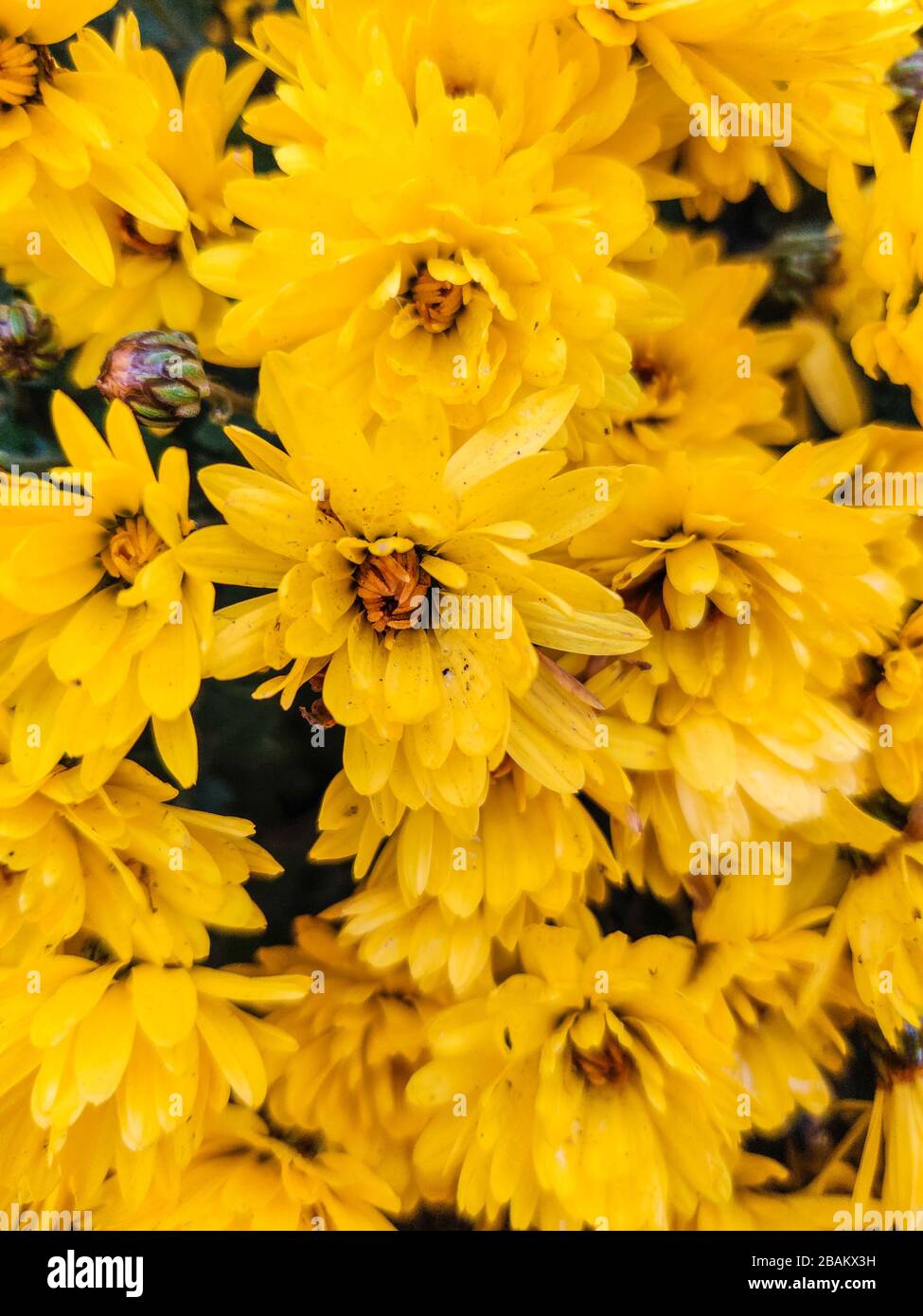 Yellow chrysanthemum flower pattern. Vertical photo Stock Photo - Alamy
