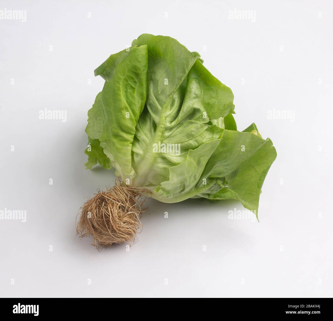 Green butterhead lettuce with root isolated on white background Stock ...