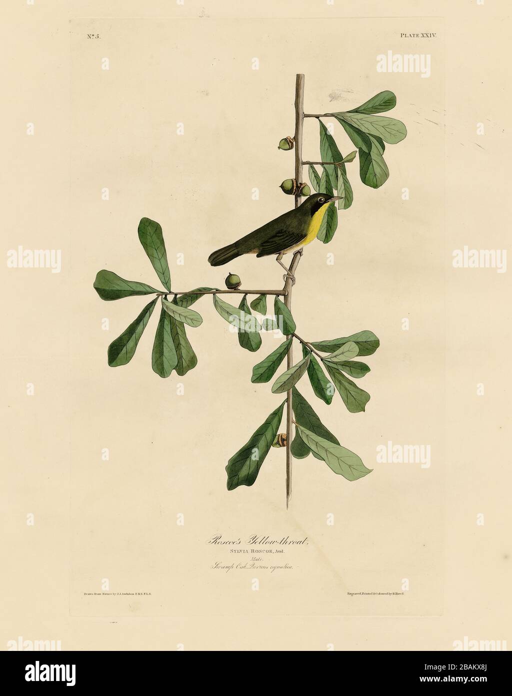 Plate 24 Roscoe's Yellow-throat (Common Yellow throat) The Birds of ...