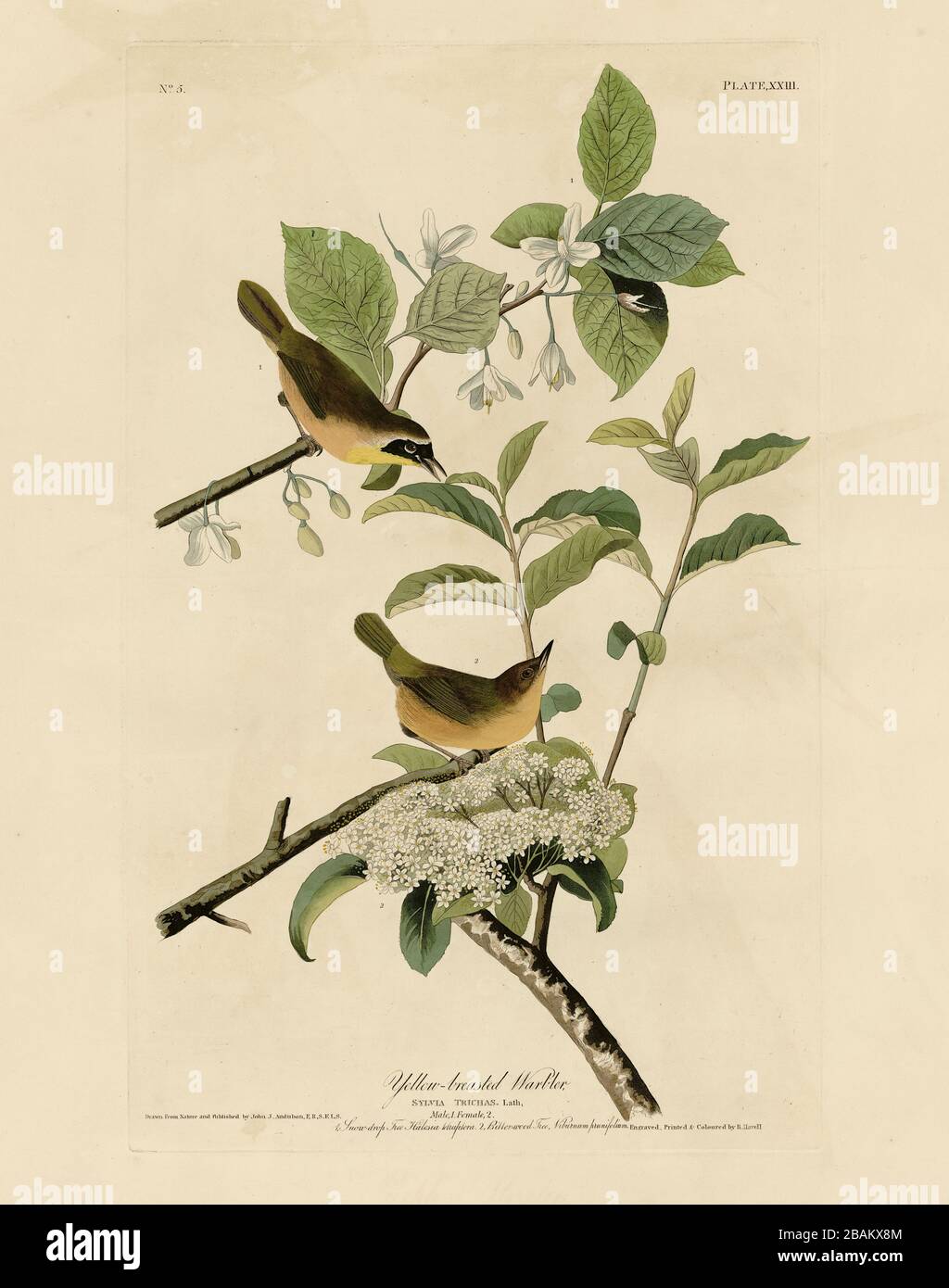 Plate 23 Yellow-breasted Warbler (Common Yellow throat) The Birds of ...