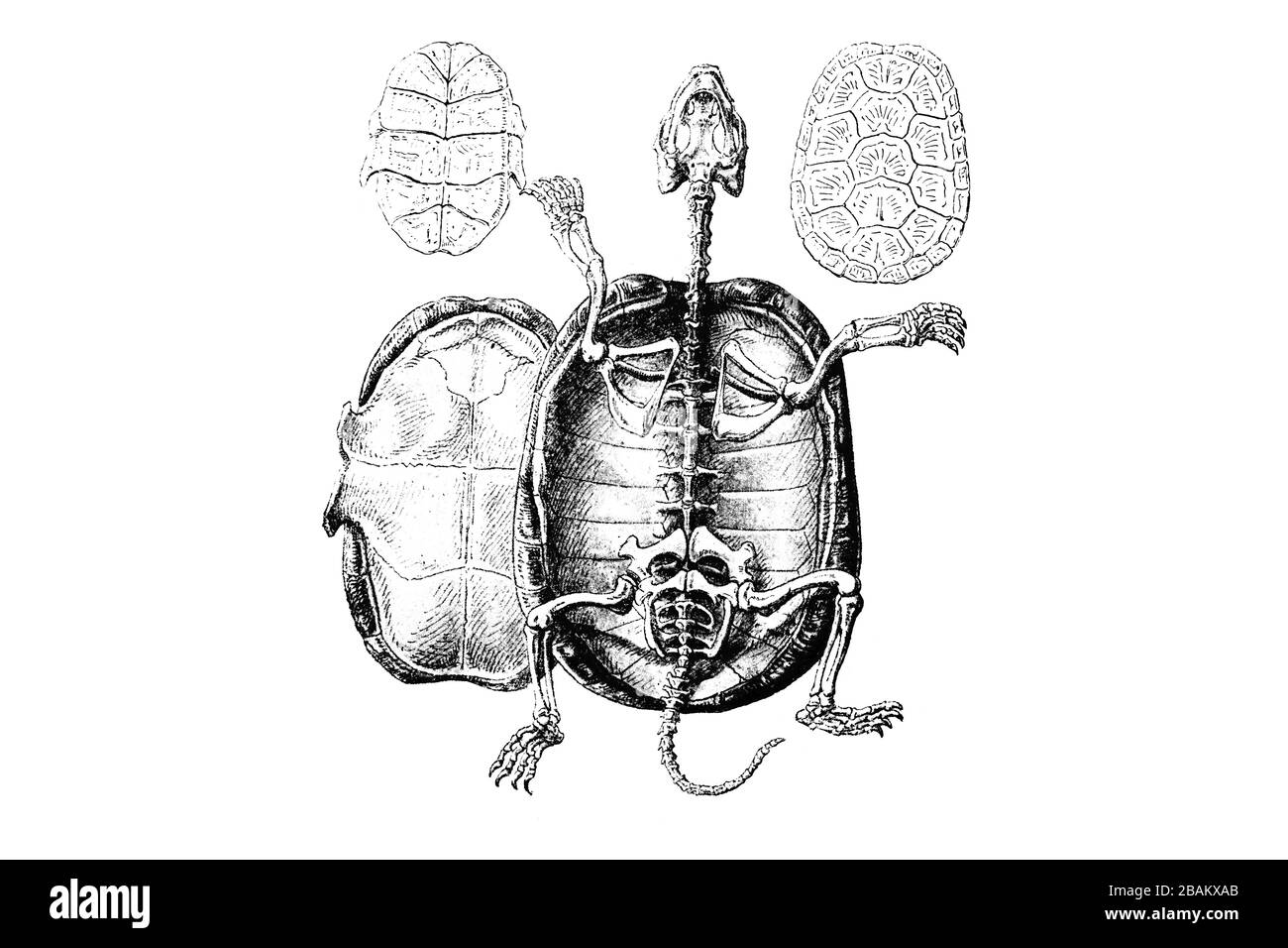 Anatomy Skeleton of EUROPEAN POND TURTLE (Emys orbicularis) - Vintage ...