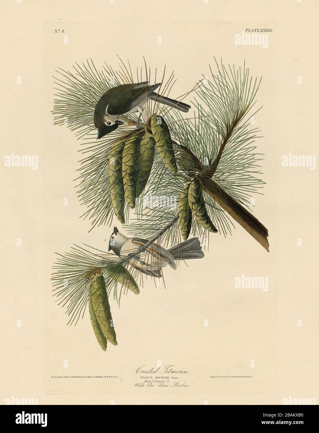 Plate 39 Crested Titmouse (Tufted Titmouse) The Birds of America folio ...