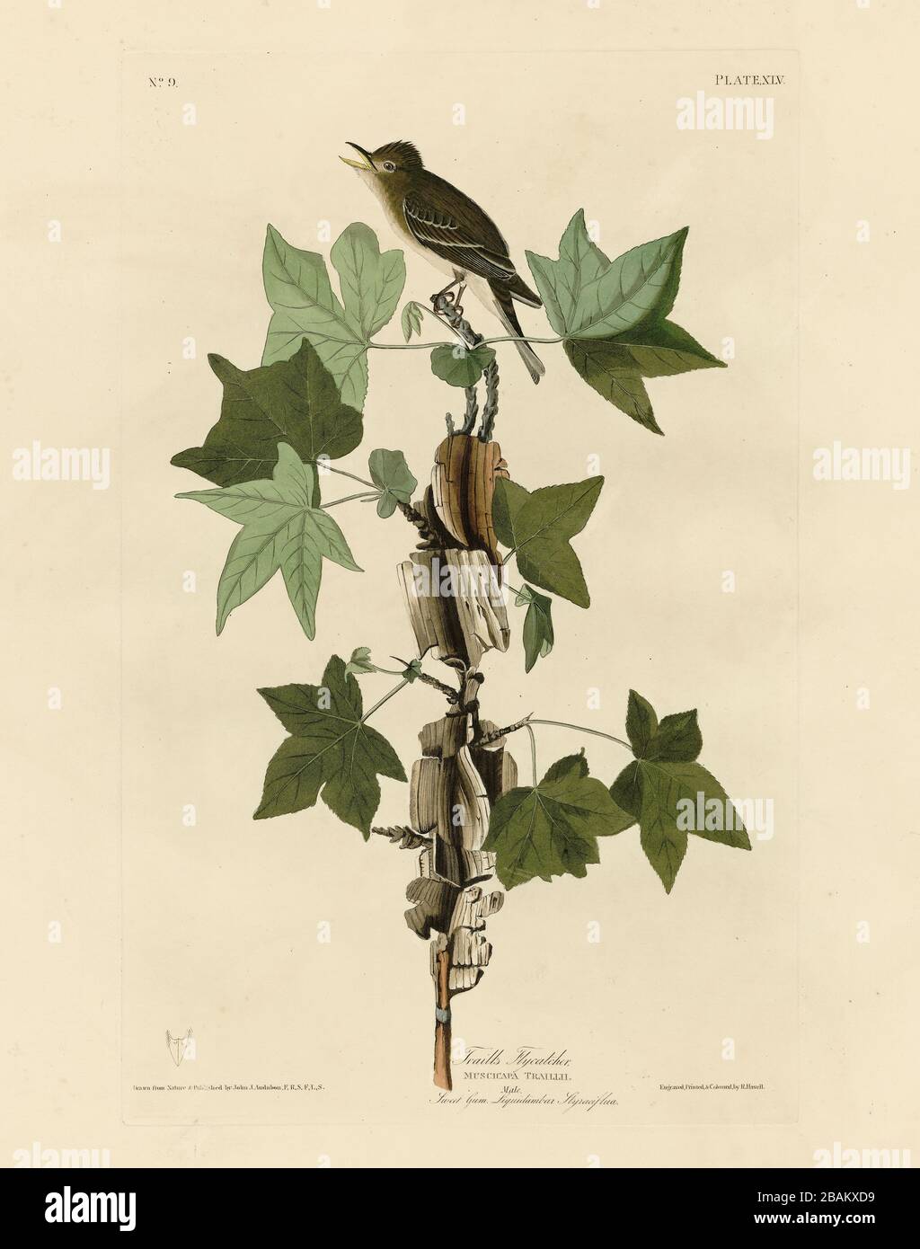 Plate 45 Traill's Flycatcher (Willow Flycatcher) The Birds of America ...