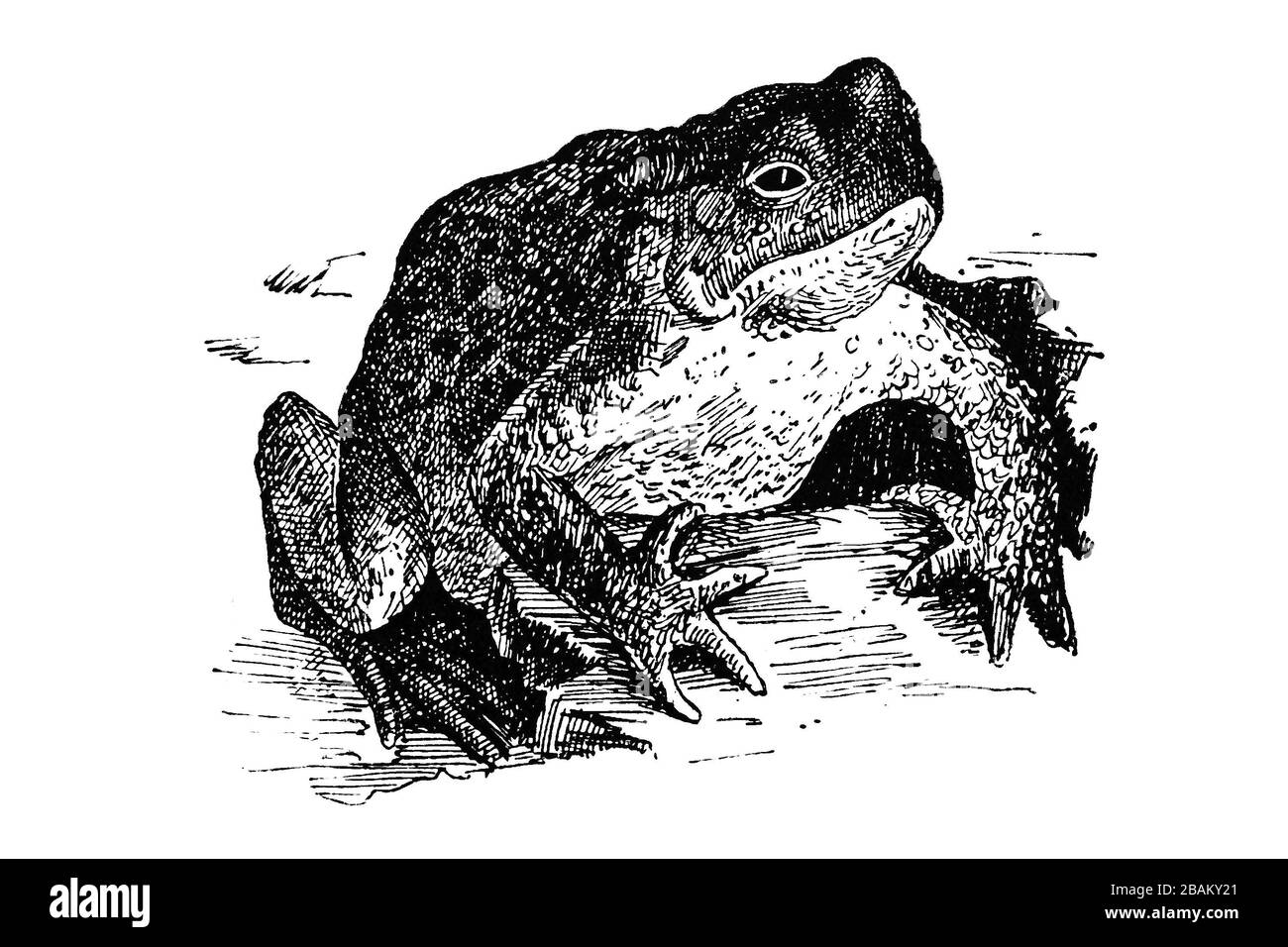Toad Drawing High Resolution Stock Photography and Images - Alamy
