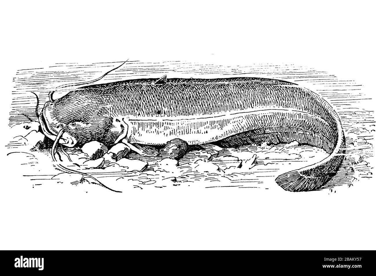 TORPEDO (Silurus glanis) - Vintage Engraved Illustration 1889 Stock ...