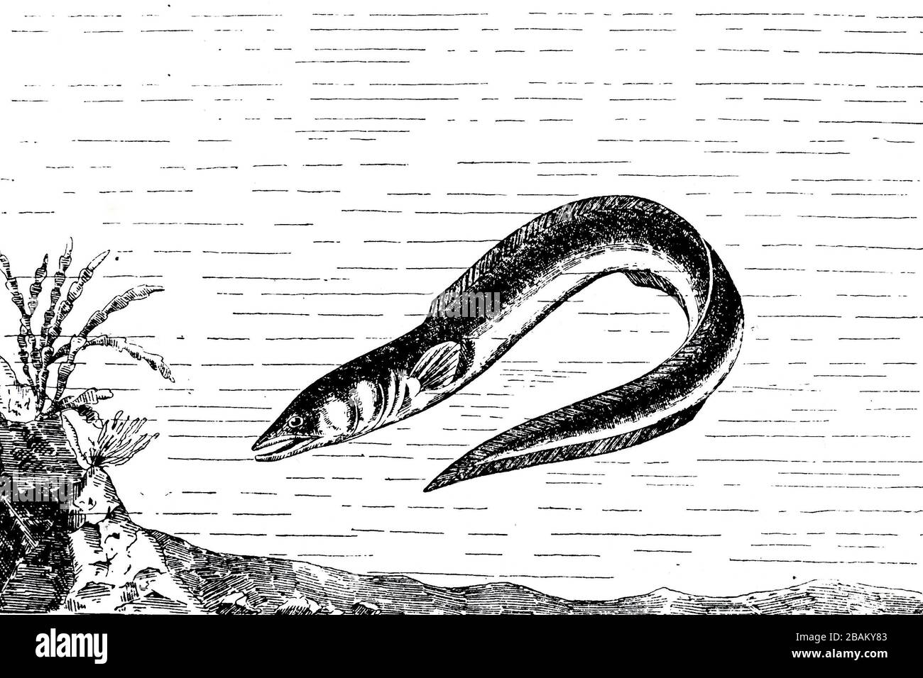 CONGER (Conger conger) - Vintage Engraved Illustration 1889 Stock Photo ...