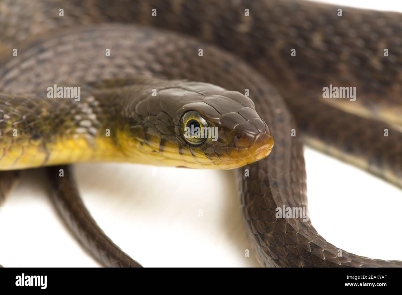 Water Snake Triangle Keelback (Xenochrophis trianguligerus) isolated on ...