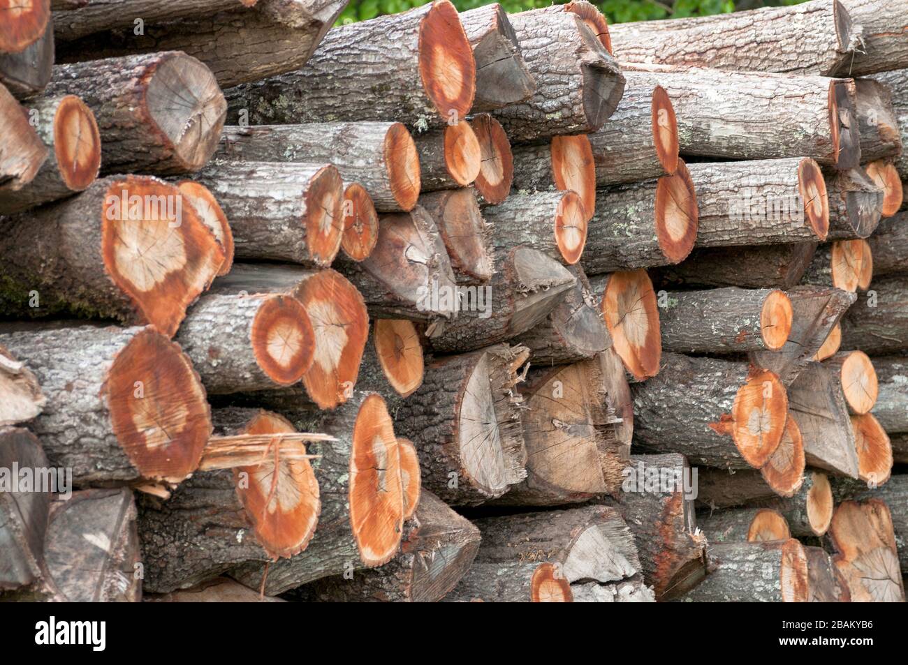 Pile of wood Stock Photo - Alamy