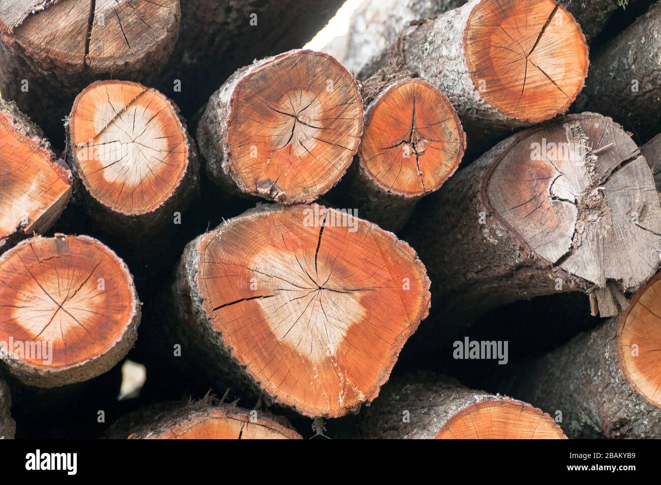 Cross shape trees hi-res stock photography and images - Alamy