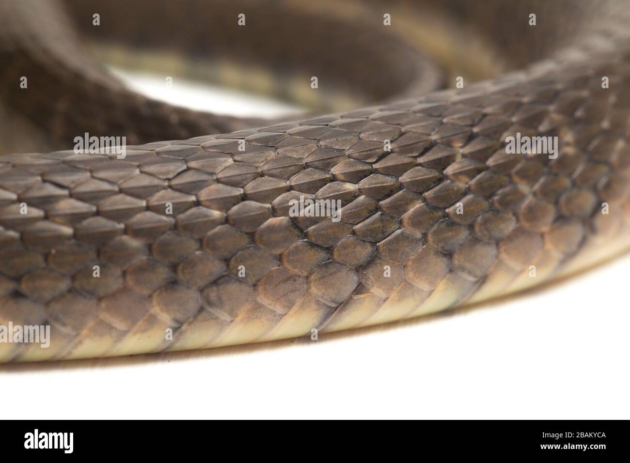 Water Snake Triangle Keelback (Xenochrophis trianguligerus) isolated on ...
