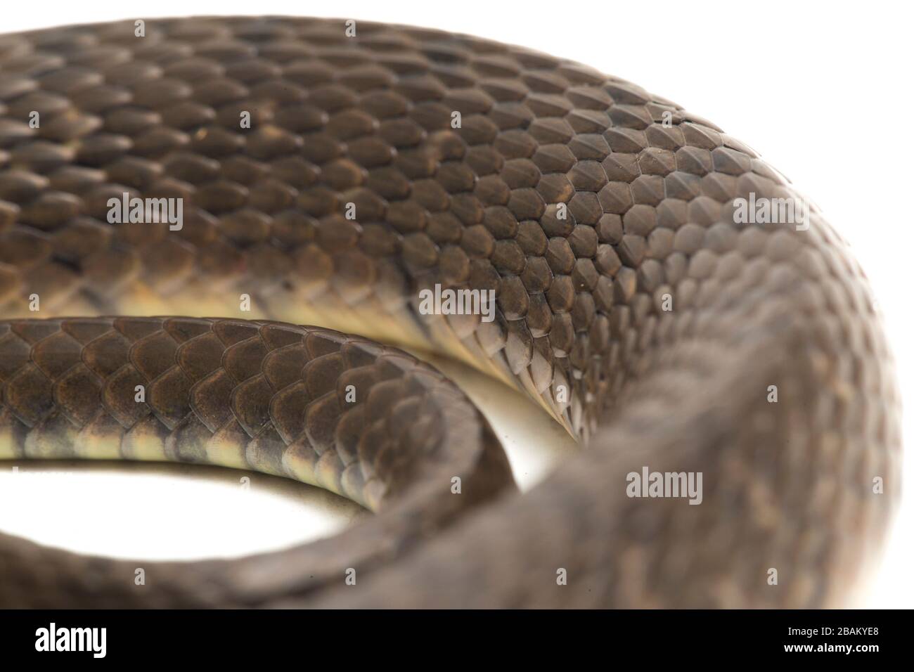 Water Snake Triangle Keelback (Xenochrophis trianguligerus) isolated on ...