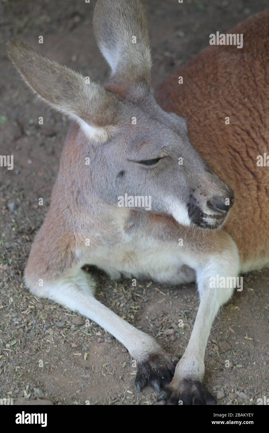 A wild kangaroo laying on the ground Stock Photo - Alamy