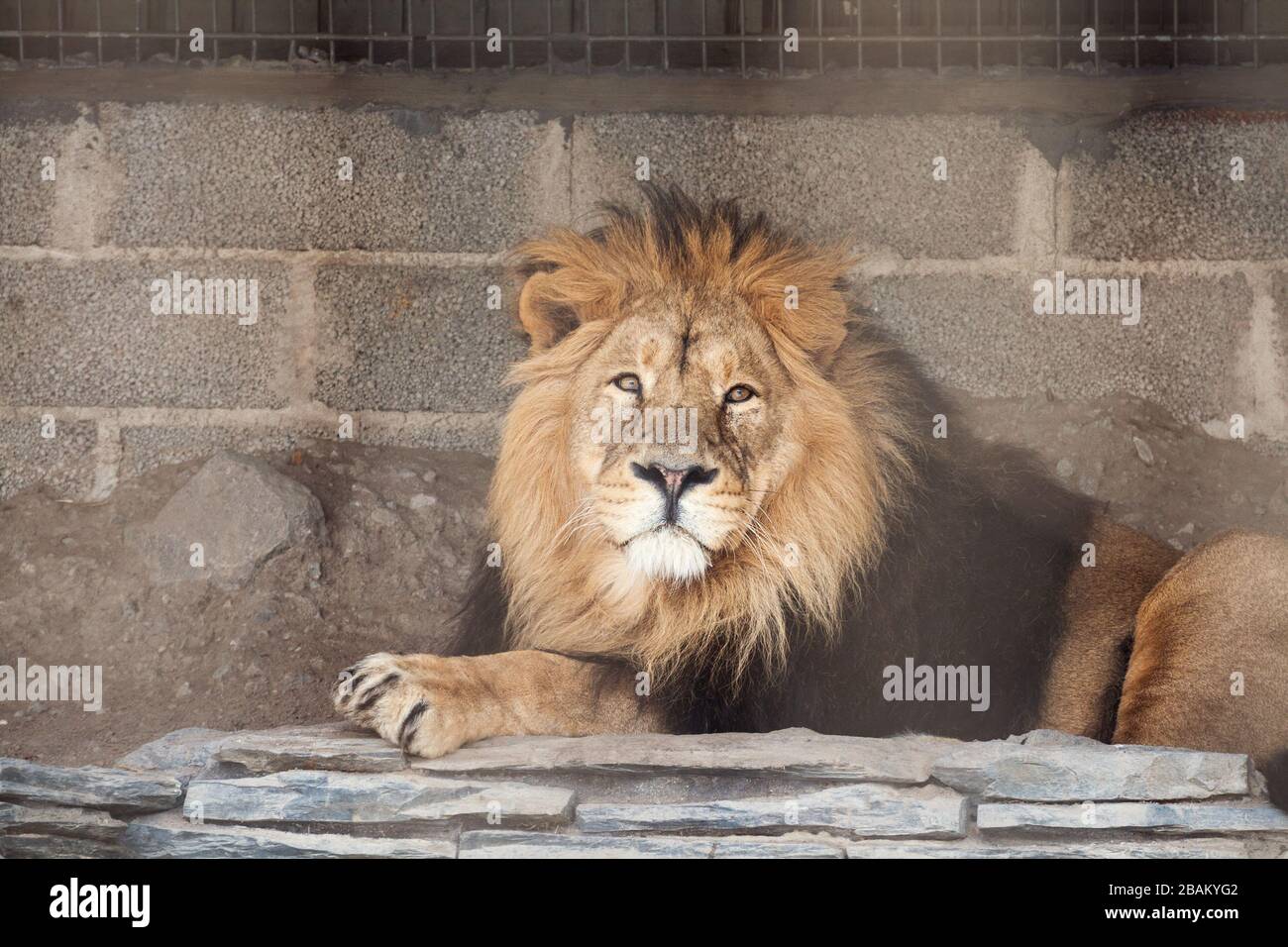 Sad lion in the zoo. Lion male with mane lies against stone wall Stock ...
