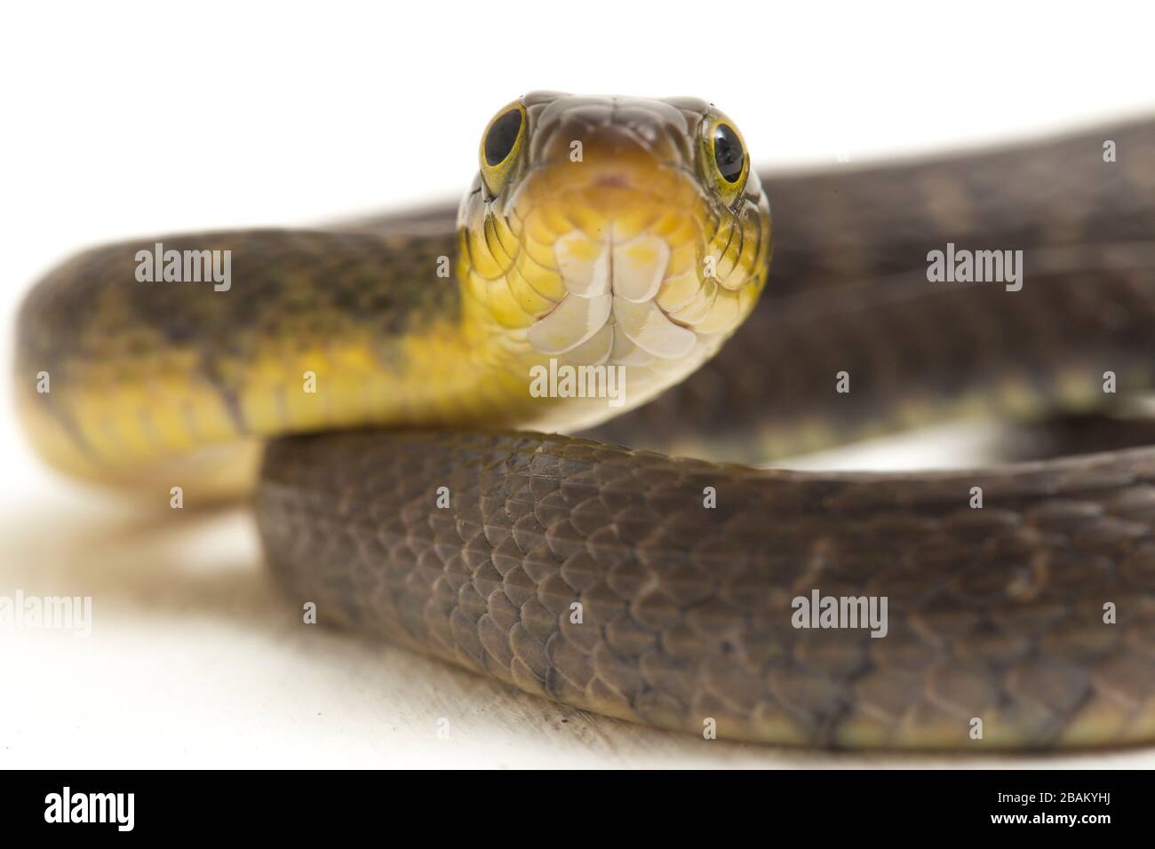 Water Snake Triangle Keelback (Xenochrophis trianguligerus) isolated on ...