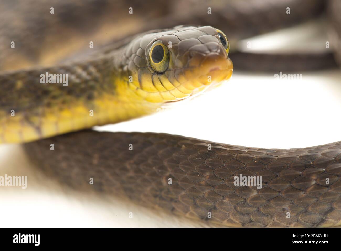 Water Snake Triangle Keelback (Xenochrophis trianguligerus) isolated on ...