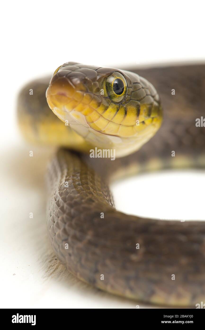Water Snake Triangle Keelback (Xenochrophis trianguligerus) isolated on ...