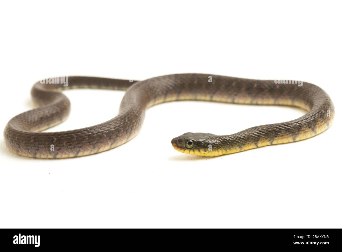 Water Snake Triangle Keelback (Xenochrophis trianguligerus) isolated on ...