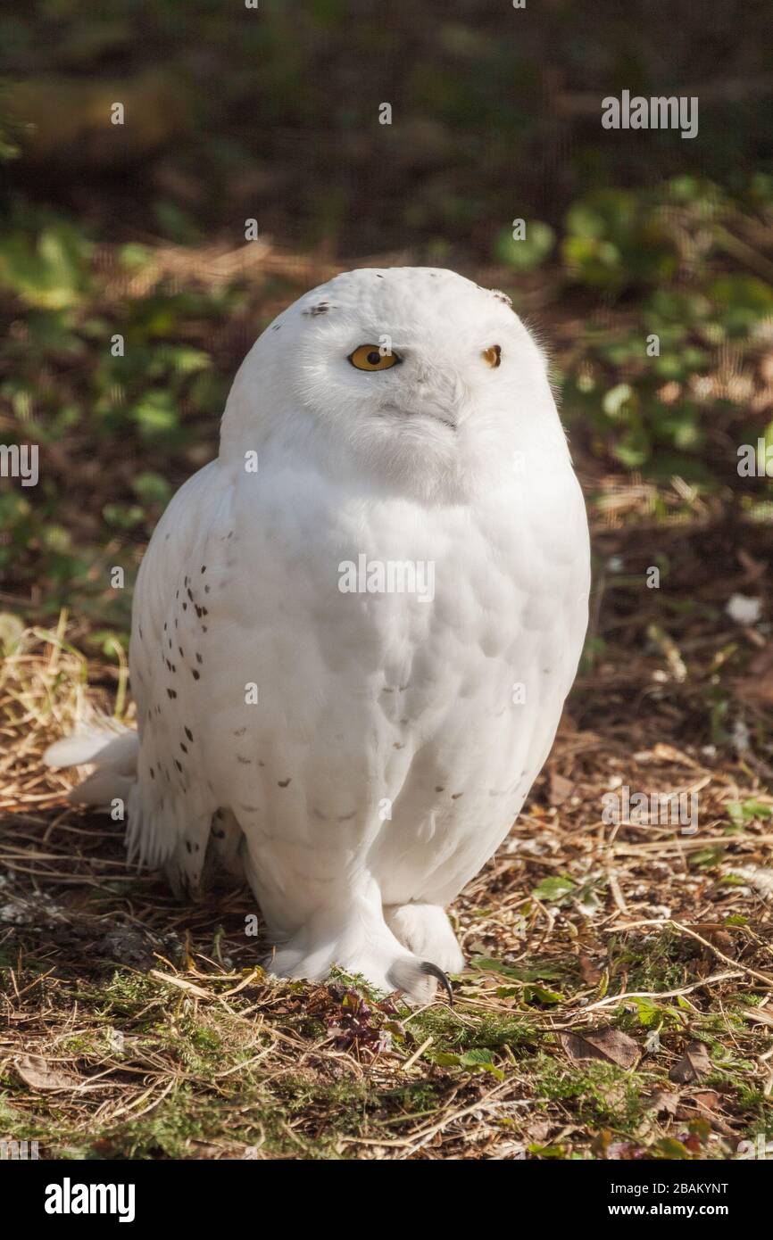 Arctic owl hi-res stock photography and images - Alamy