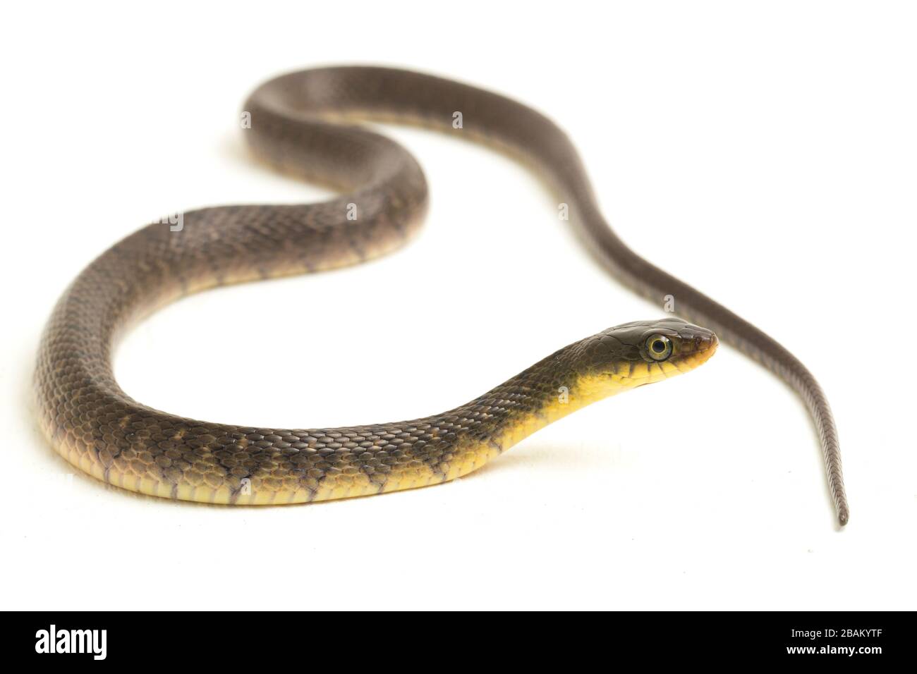 Water Snake Triangle Keelback (Xenochrophis trianguligerus) isolated on ...