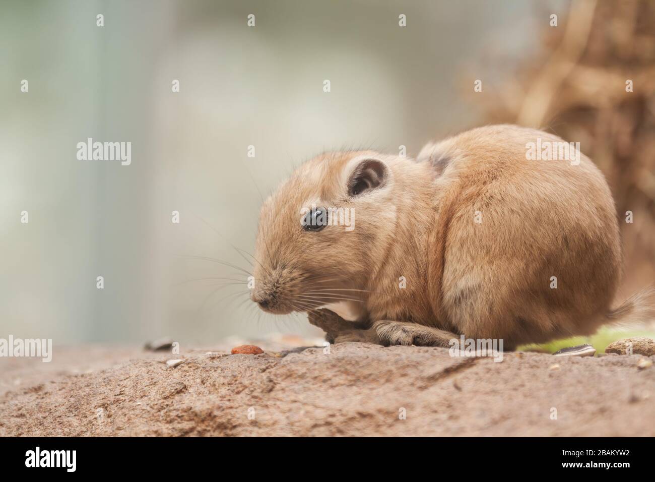 Cute little rodent gundi close up Stock Photo - Alamy