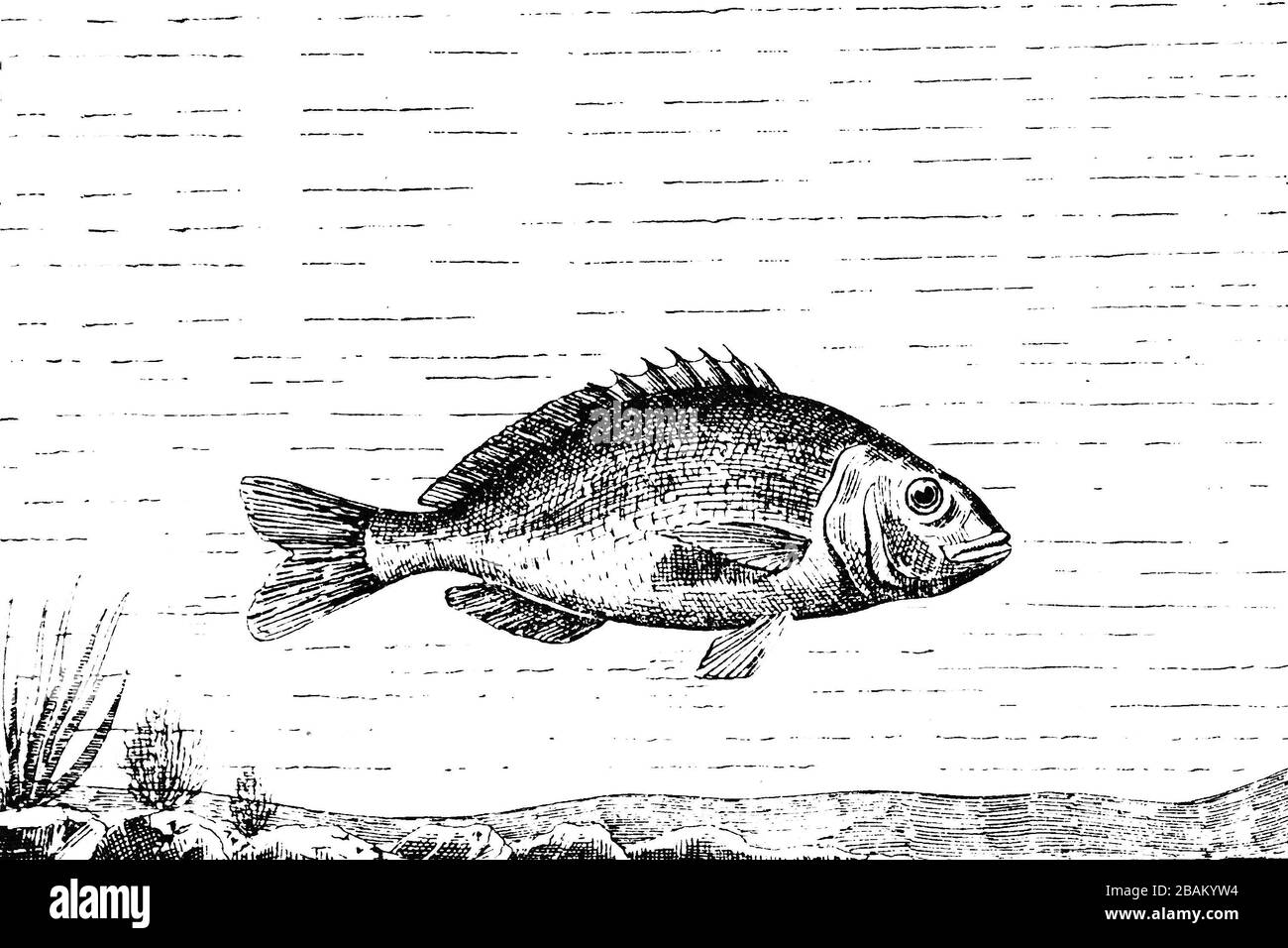 SNAPPER (Dentex dentex) - Vintage Engraved Illustration 1889 Stock ...