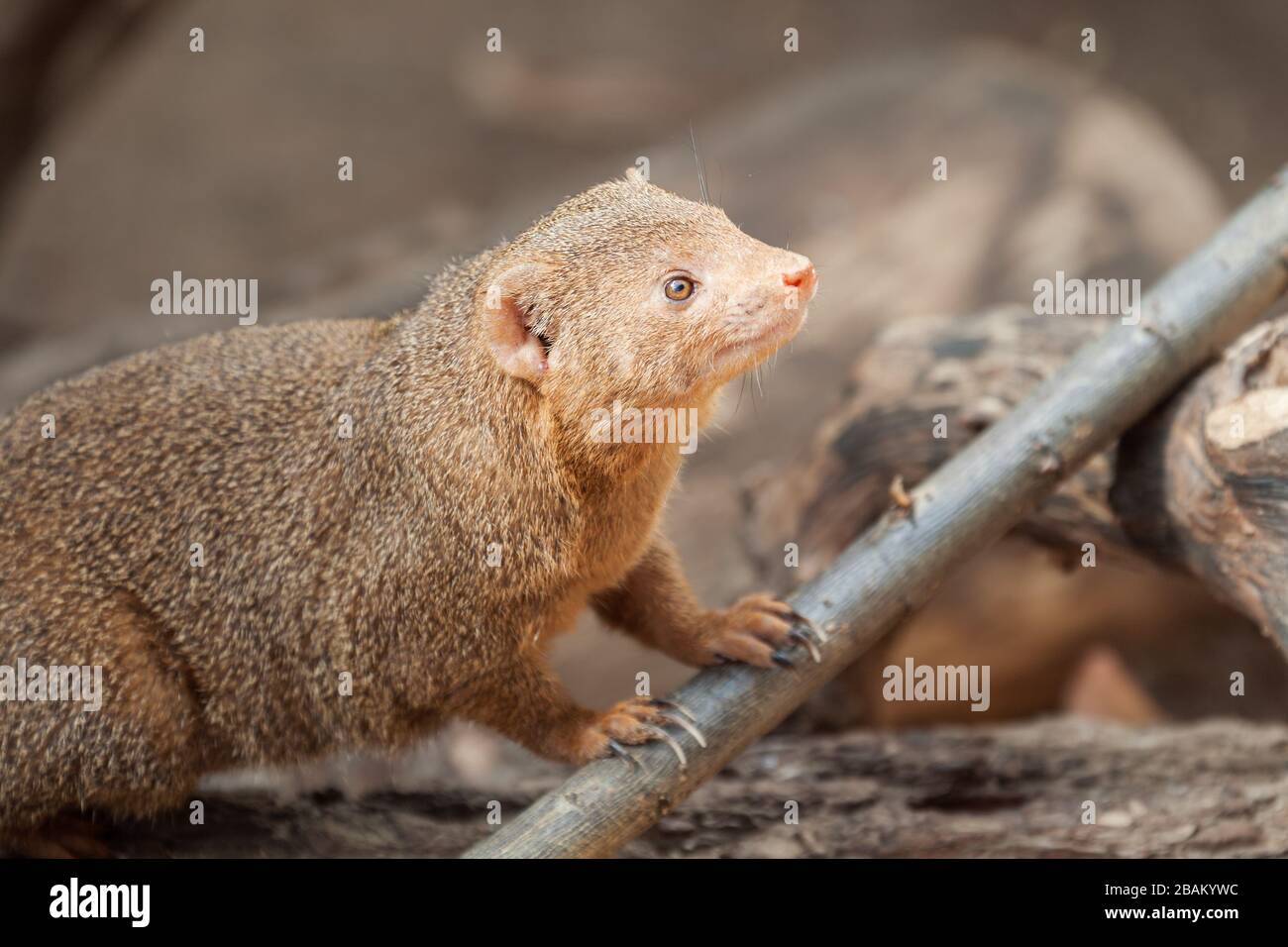 Curious dwarf mongoose (Helogale parvula) in a zoo cage Stock Photo - Alamy