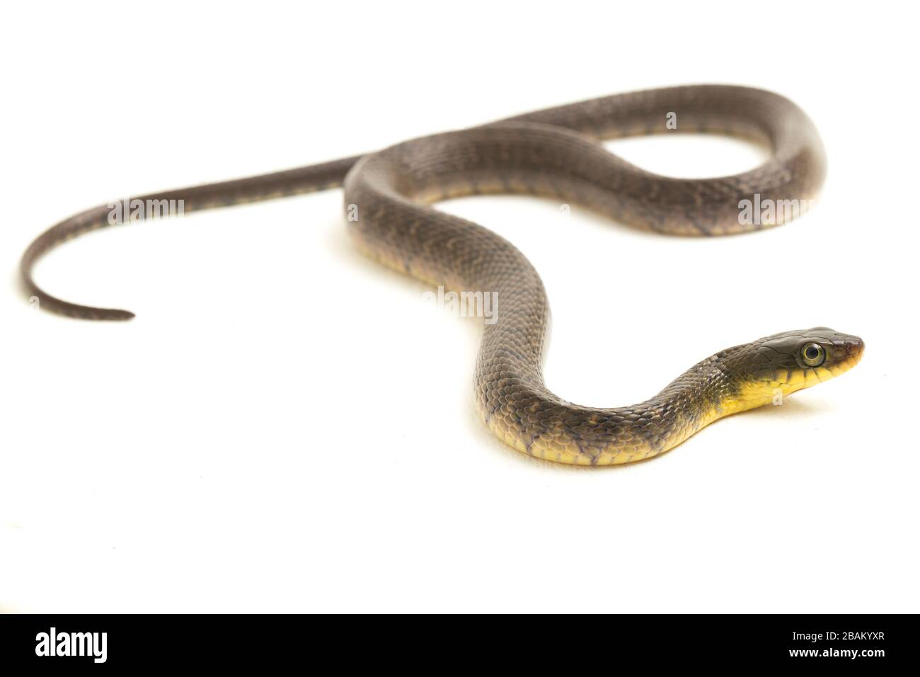 Water Snake Triangle Keelback (Xenochrophis trianguligerus) isolated on ...