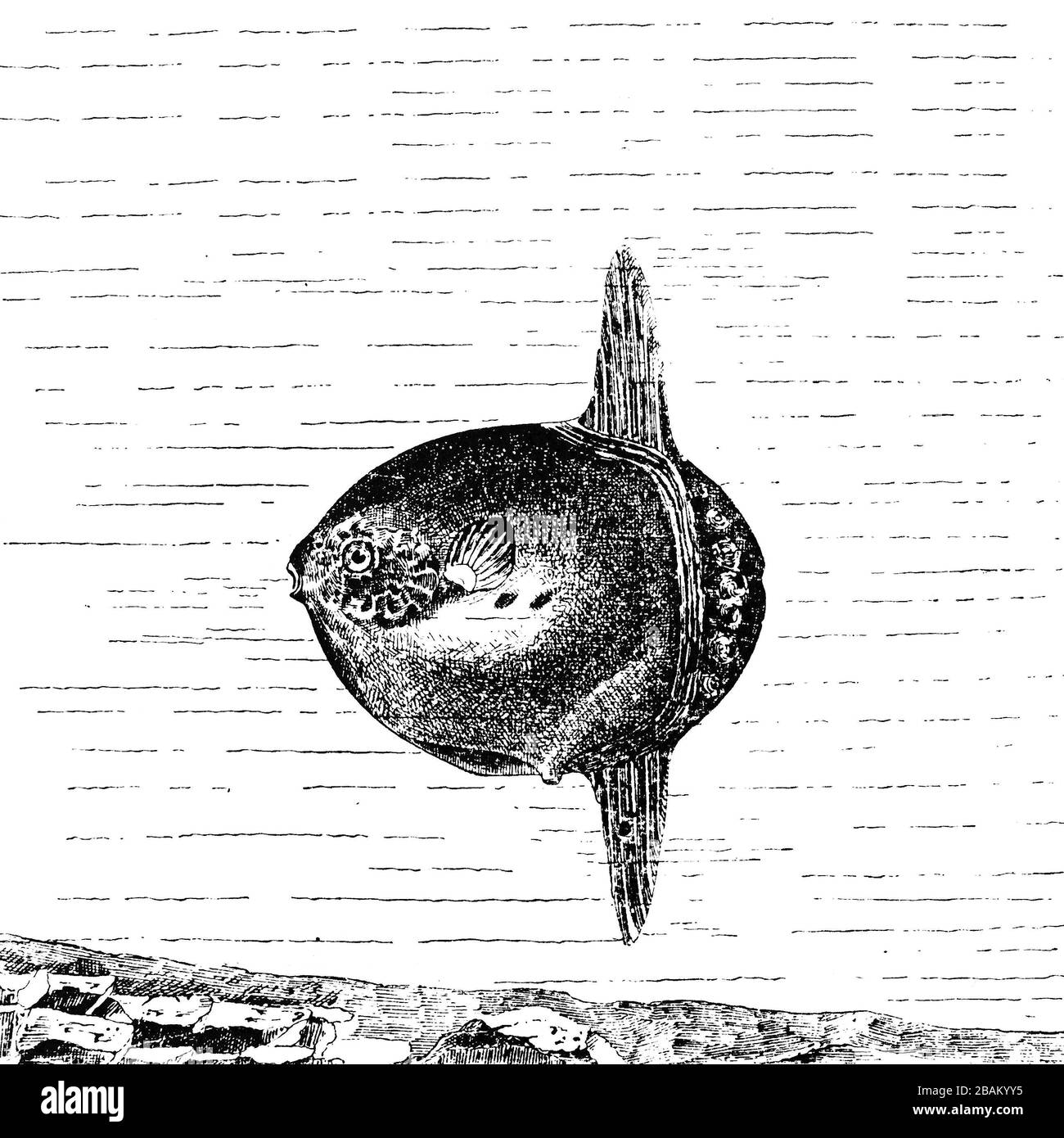 MOON FISH (Orthagorscus mola) - Vintage Engraved Illustration 1889 ...